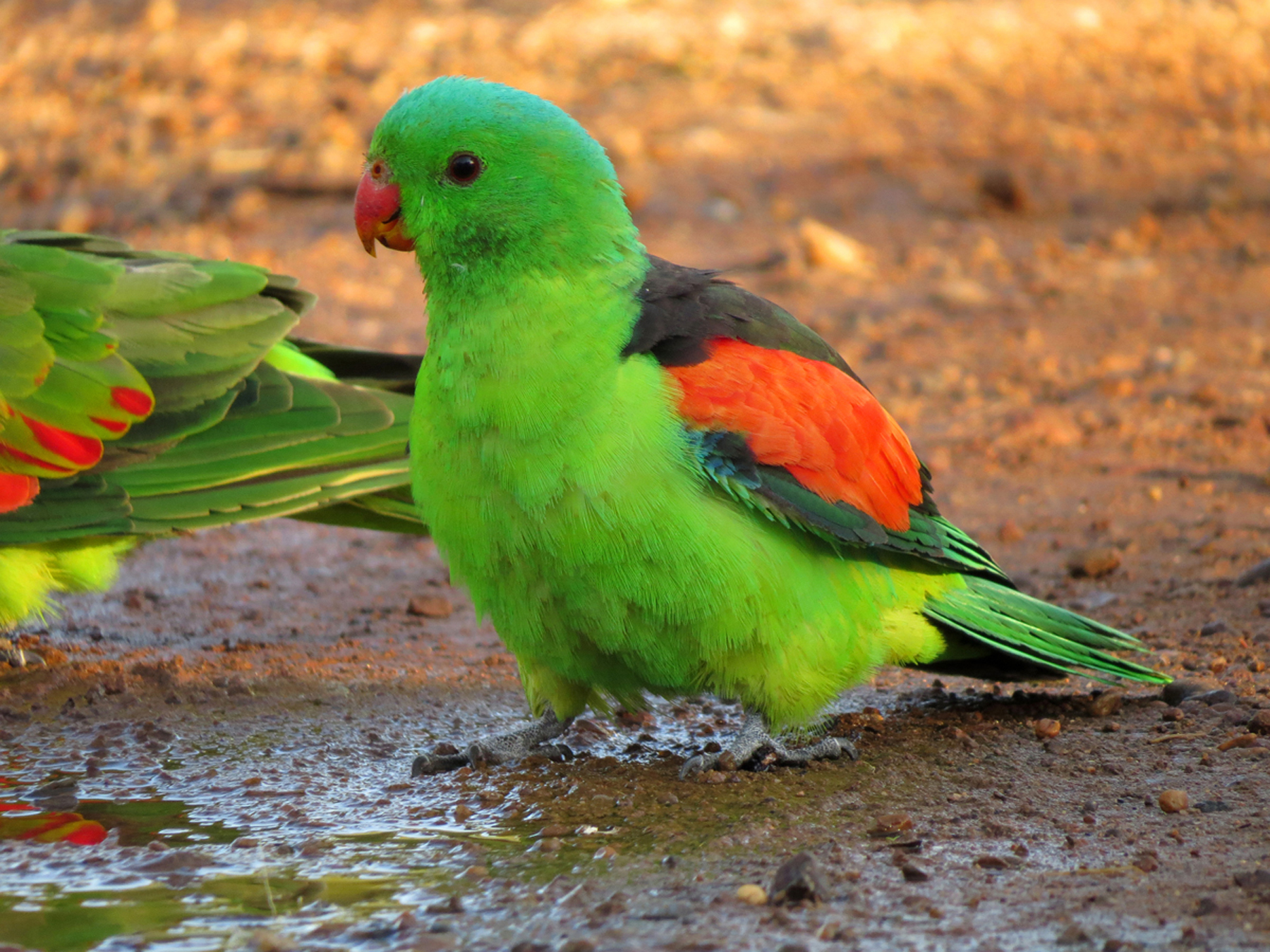 Kakadu Bird Week | Off The Leash