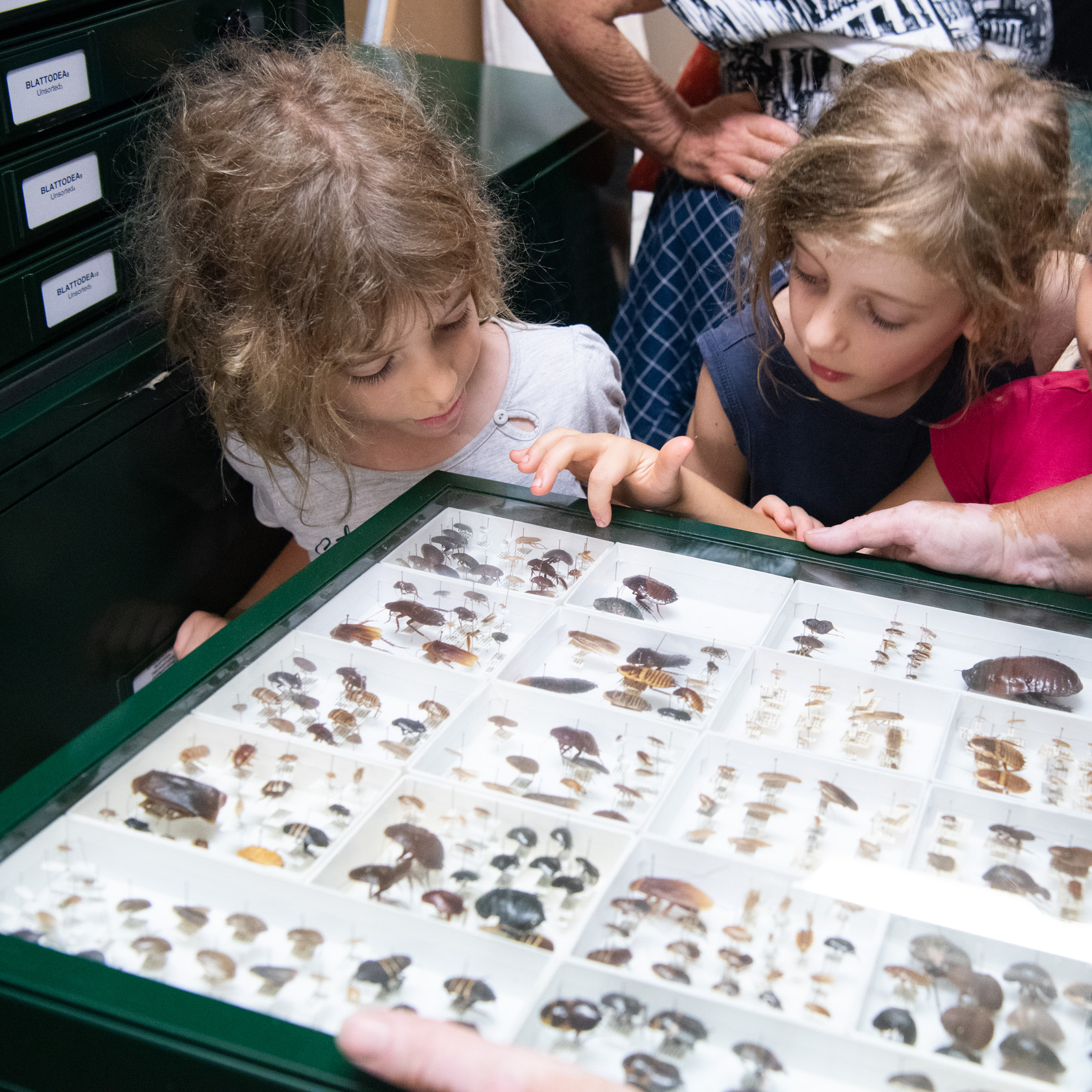 Children’s Tour | MAGNT Natural Science Collection | Off The Leash