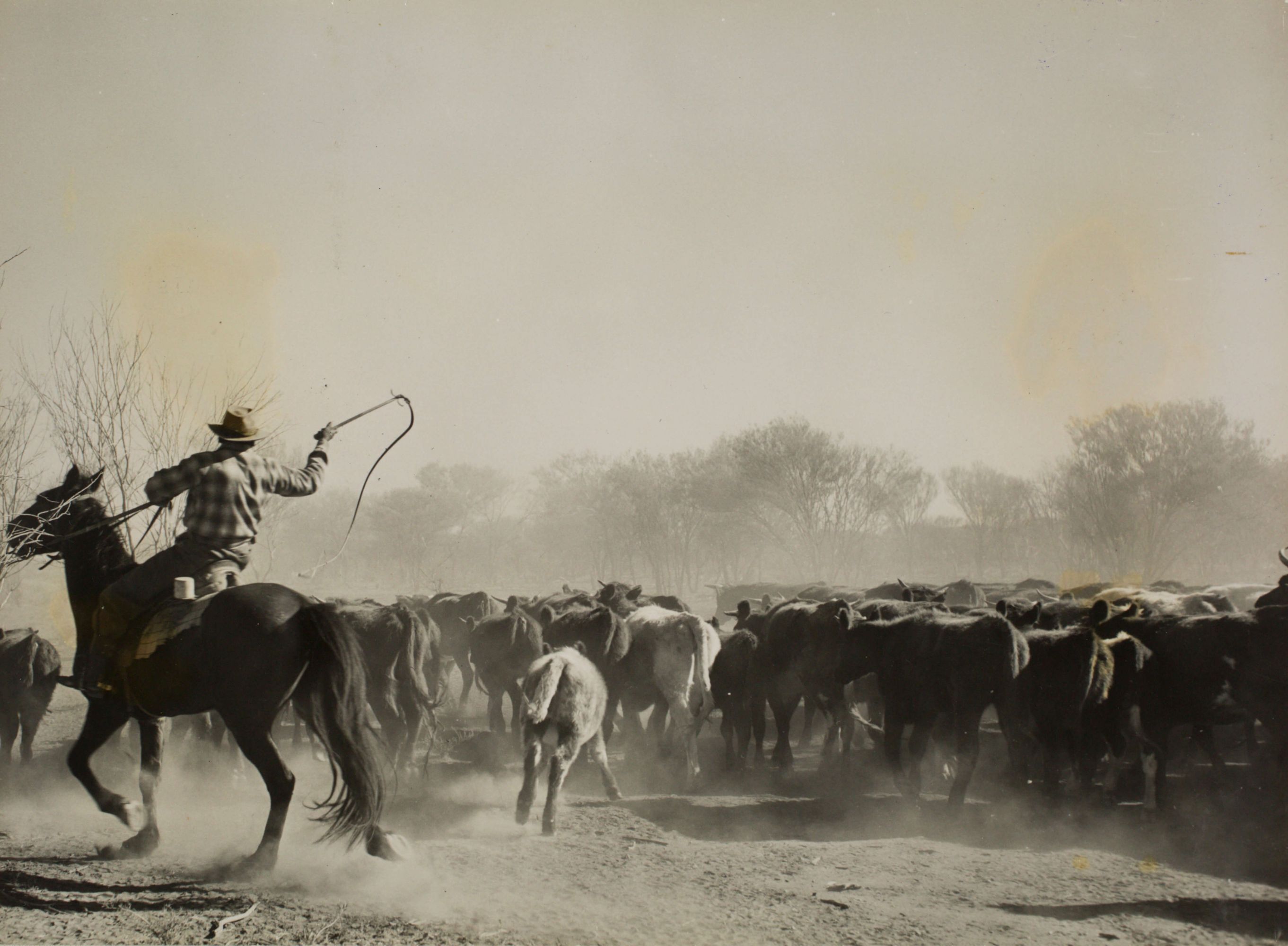 Evenings at the Archives: Droving Days by Roger Steele | Off The Leash